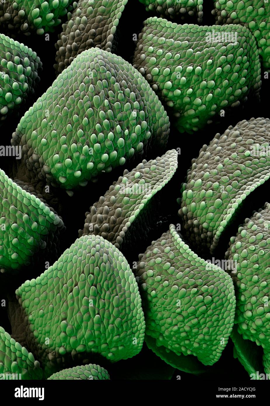 Azolla plant surface. Coloured scanning electron micrograph (SEM) of ...