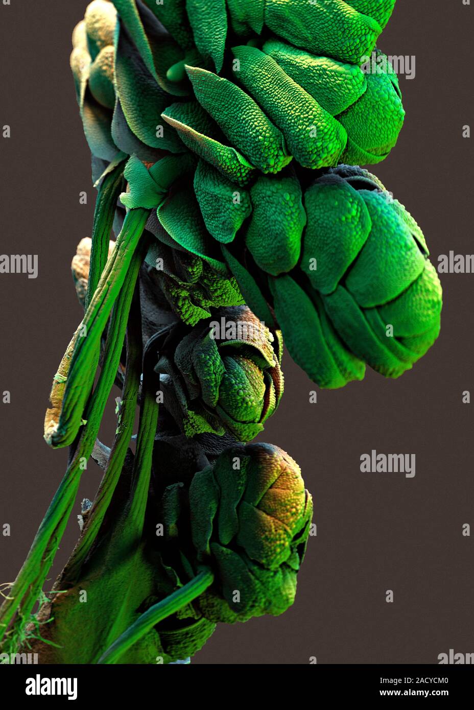 Azolla plant. Coloured scanning electron micrograph (SEM) of part of an ...