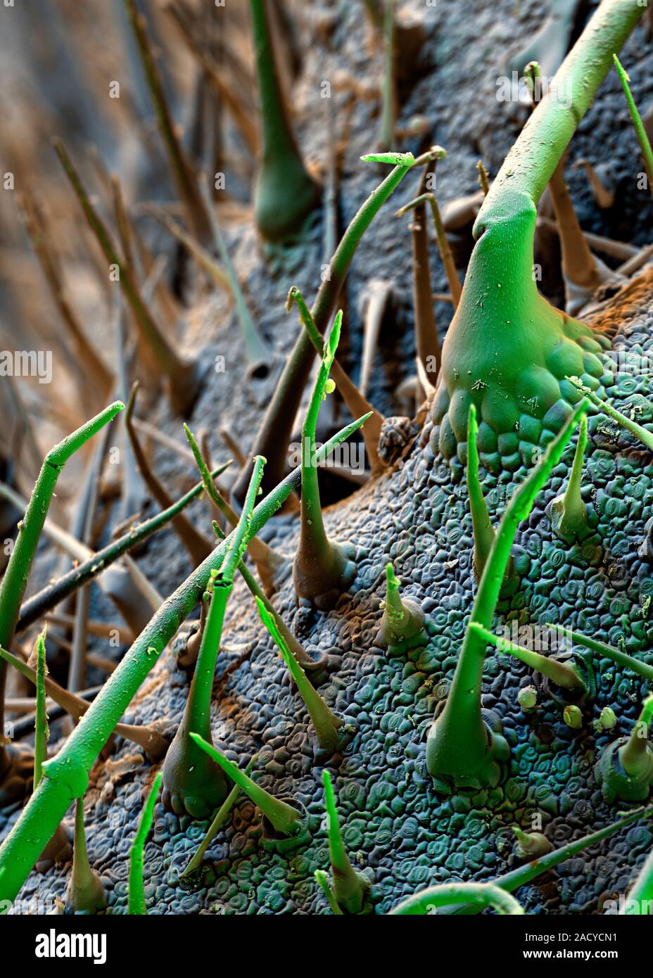 Borage (Borago officinalis) trichomes, coloured scanning electron ...