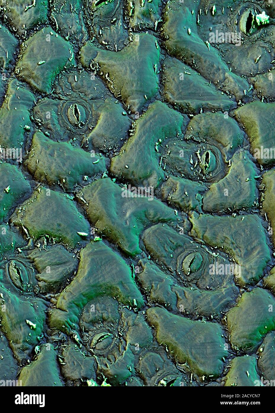 Broccoli. Coloured scanning electron micrograph (SEM) of plant tissue ...