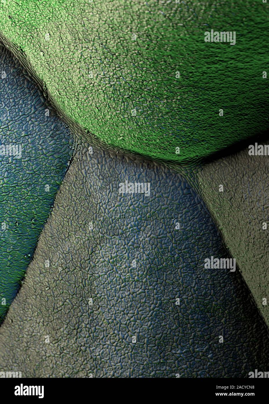 Broccoli. Coloured scanning electron micrograph (SEM) of plant tissue ...