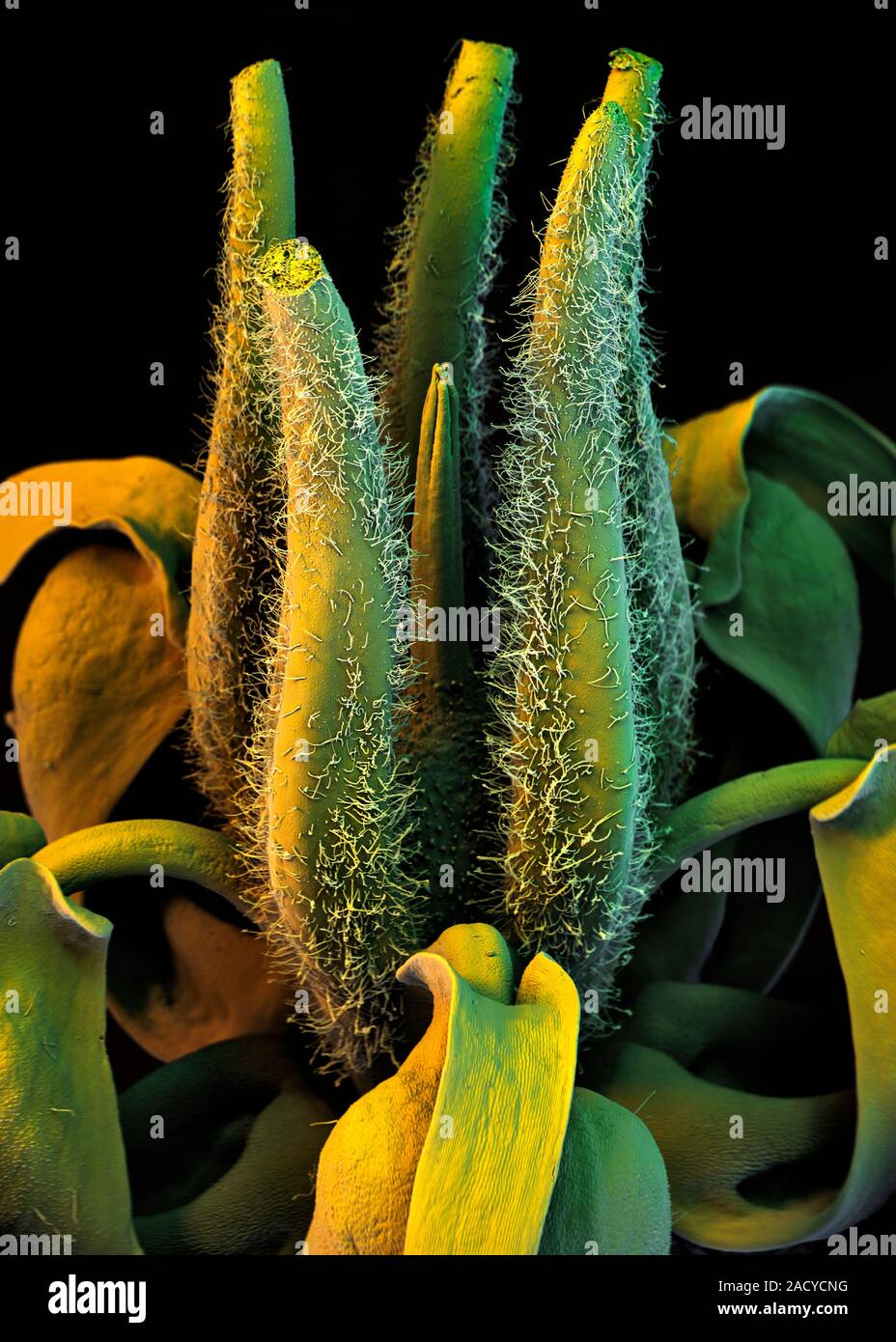 Cocoa tree (Theobroma cacao) flower, scanning electron micrograph (SEM ...