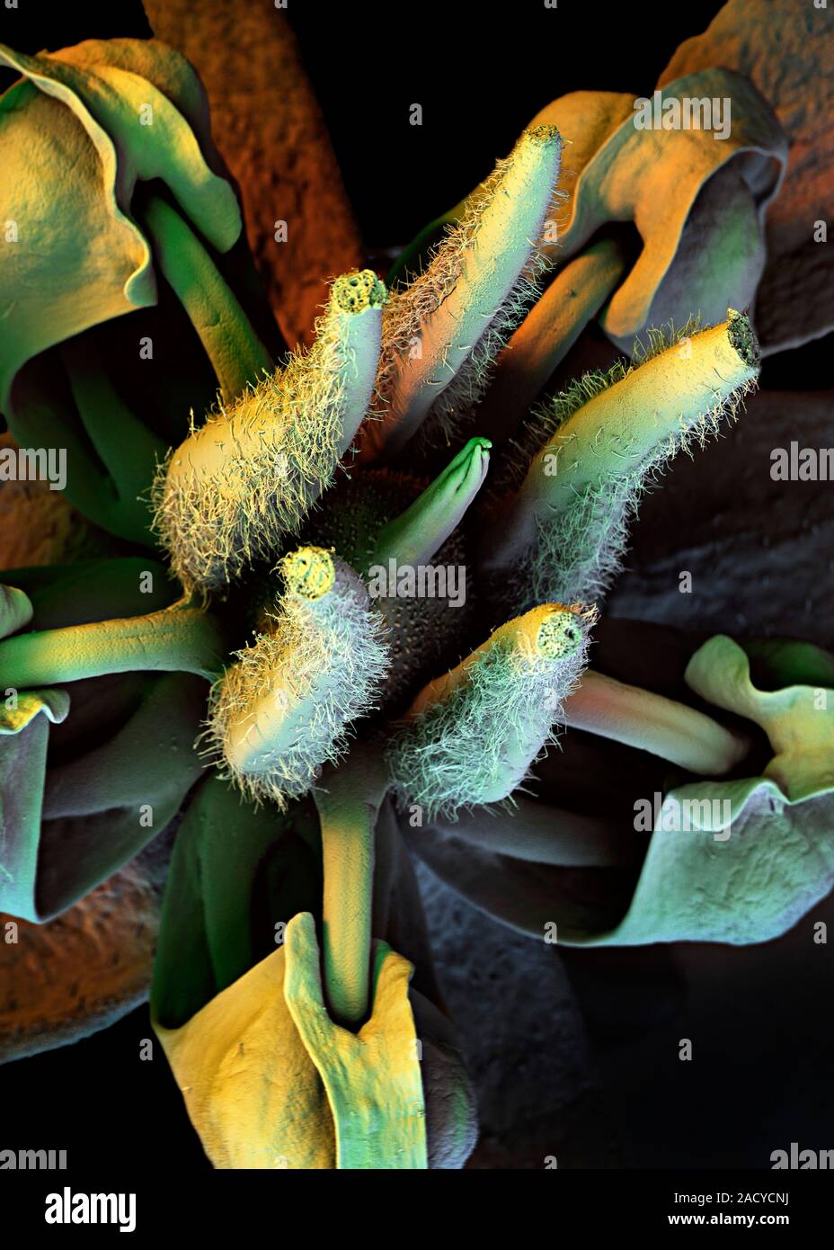 Cocoa tree (Theobroma cacao) flower, scanning electron micrograph (SEM ...