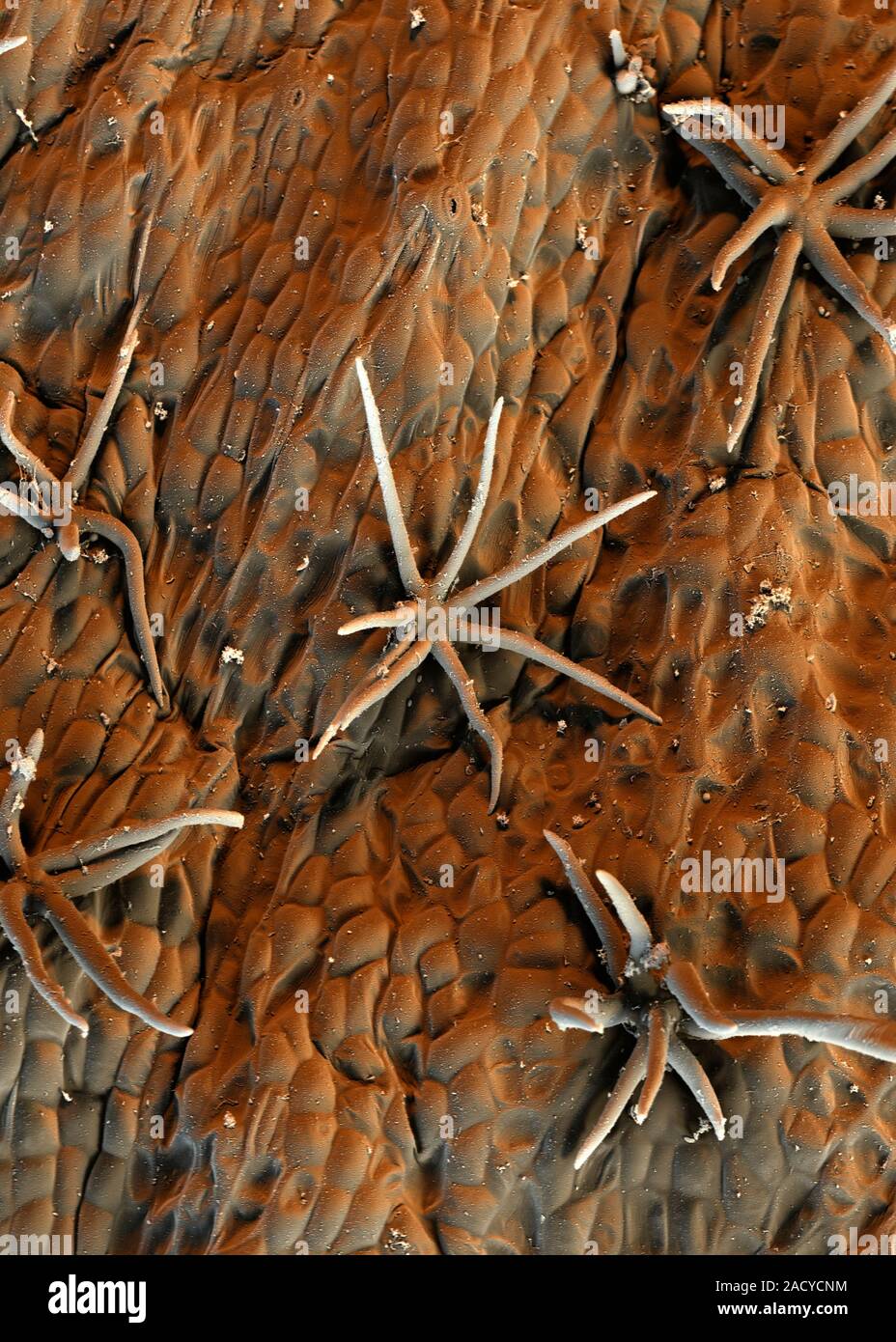 Cocoa tree (Theobroma cacao) trichomes, scanning electron micrograph ...