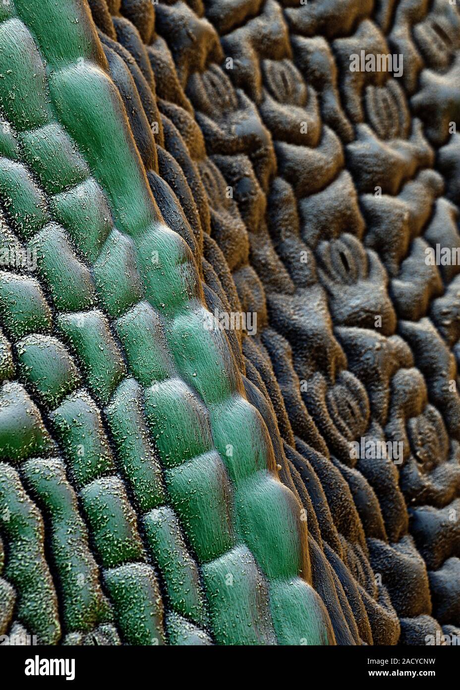 Flax leaf stomata. Coloured scanning electron micrograph (SEM) of an ...