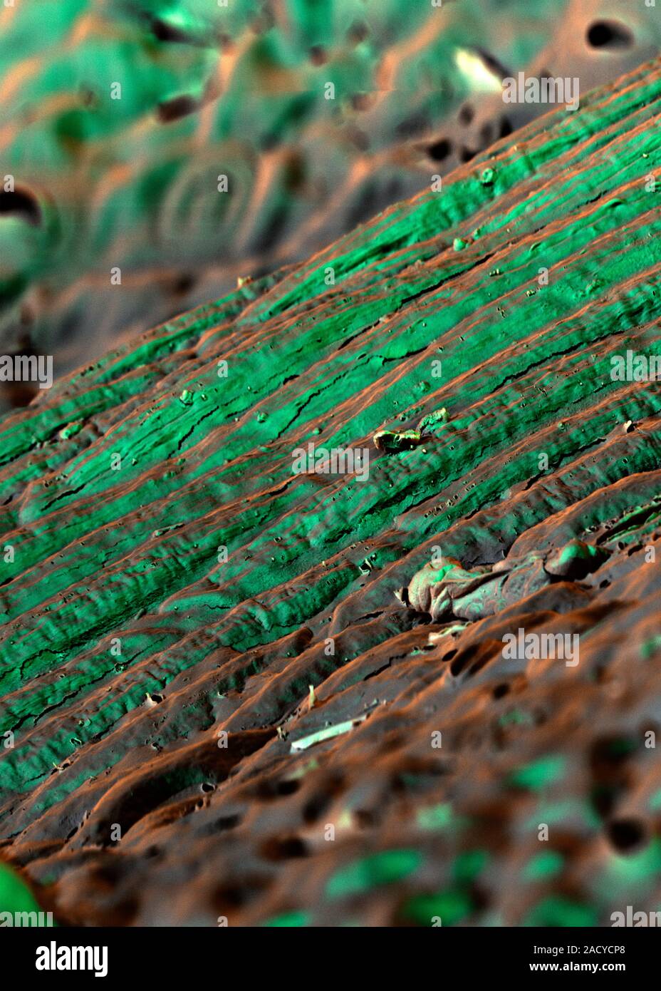 Bell pepper (Capsicum annuum) leaf, coloured scanning electron ...