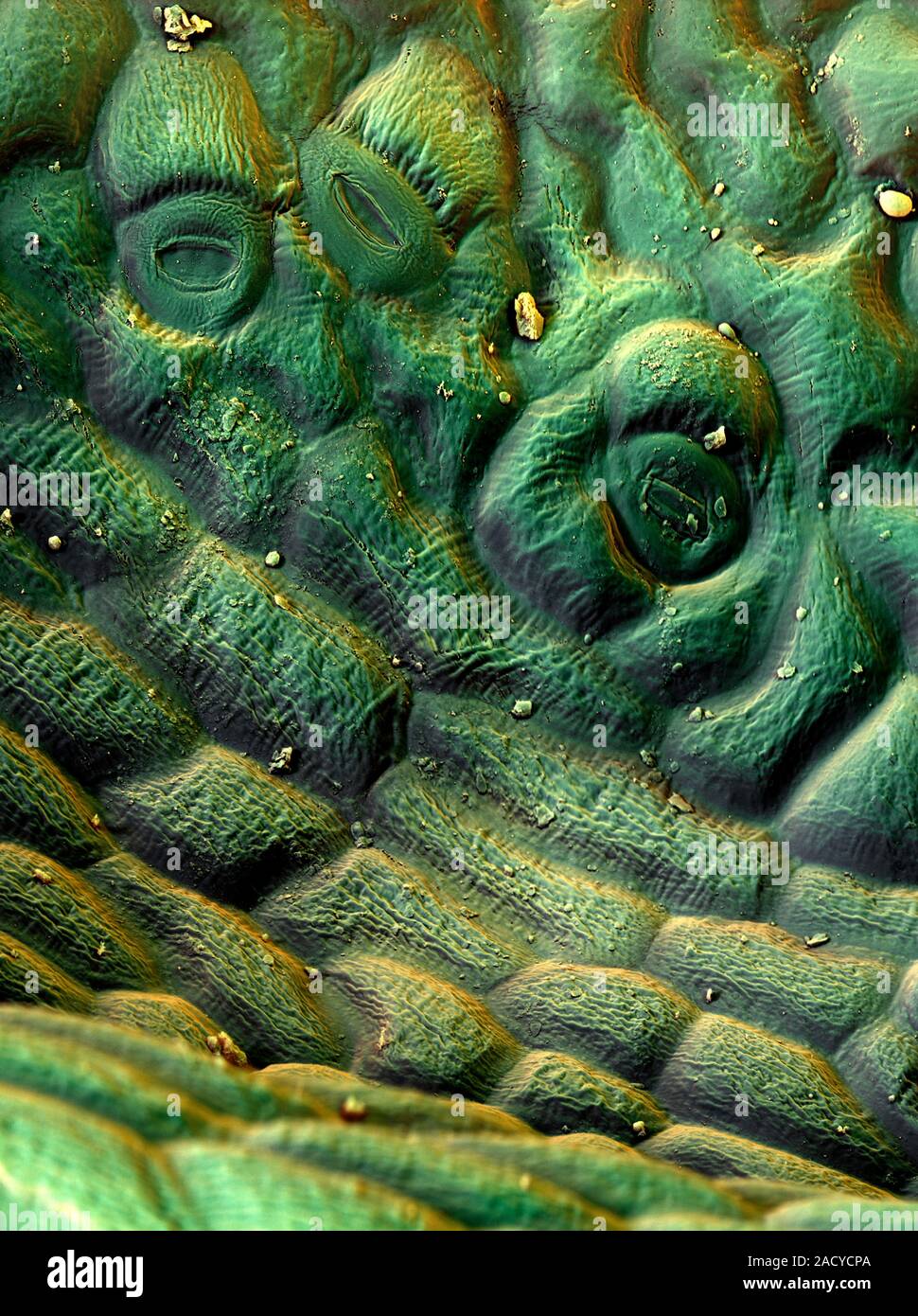 Bell pepper (Capsicum annuum) leaf, coloured scanning electron ...