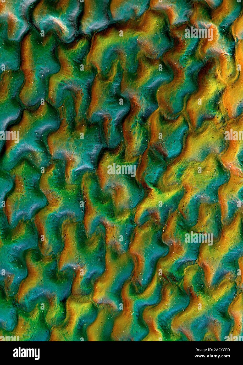 Bell pepper (Capsicum annuum) leaf, coloured scanning electron ...
