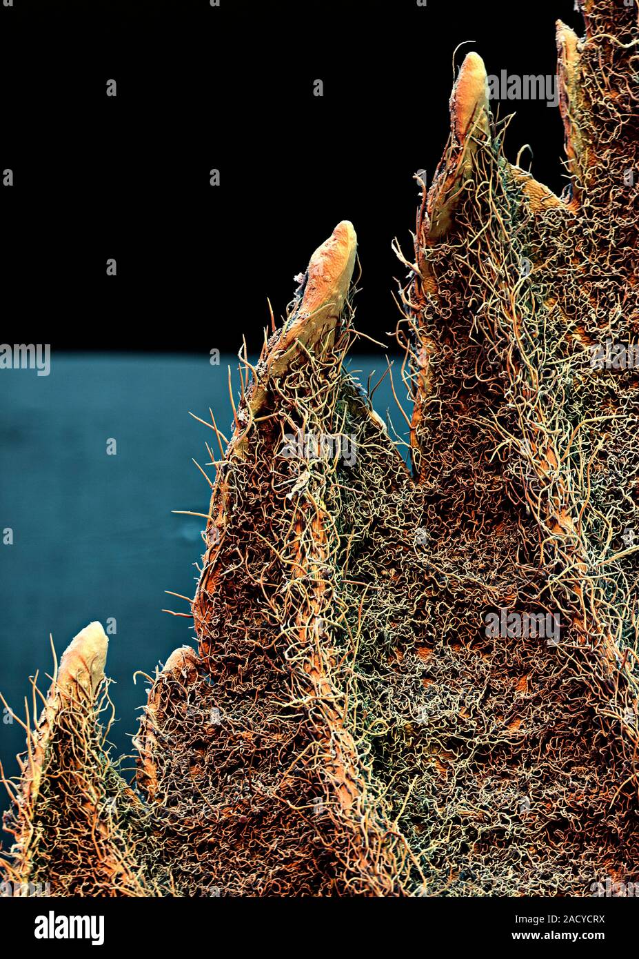 Raspberry (Rubus idaeus) leaf, coloured scanning electron micrograph ...