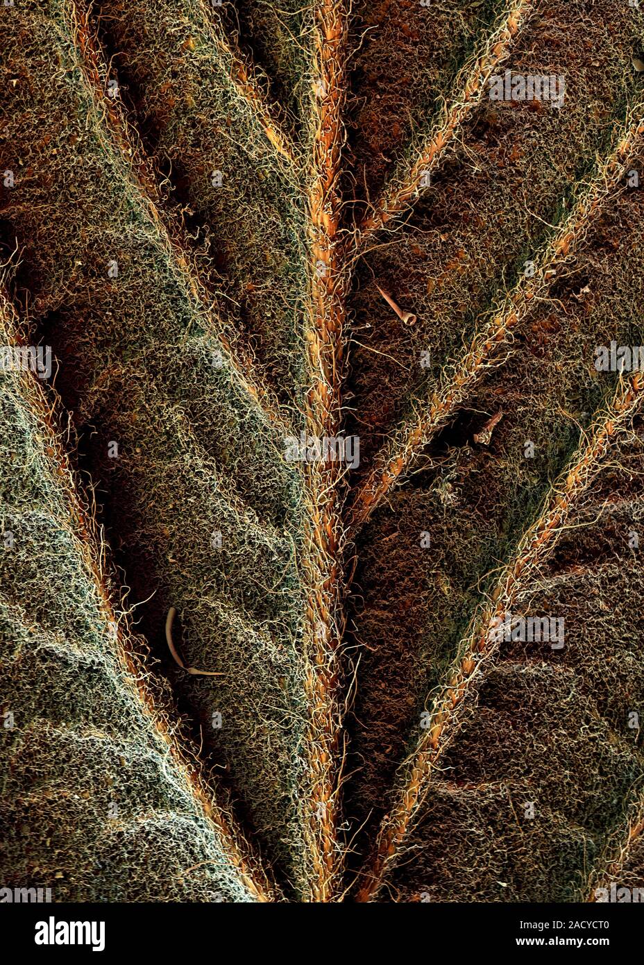 Raspberry (Rubus idaeus) leaf, coloured scanning electron micrograph ...