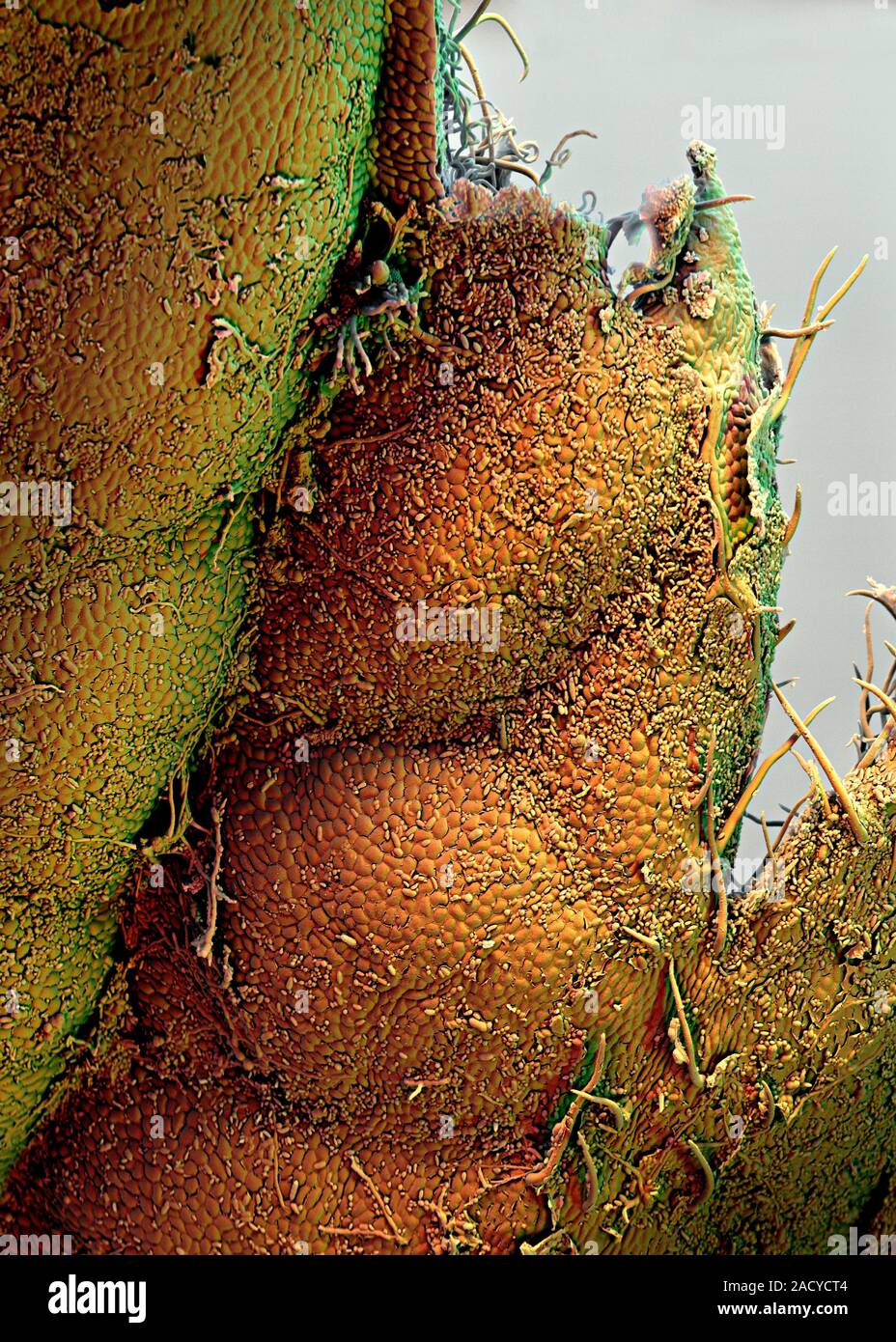 Raspberry (Rubus idaeus) leaf, coloured scanning electron micrograph ...