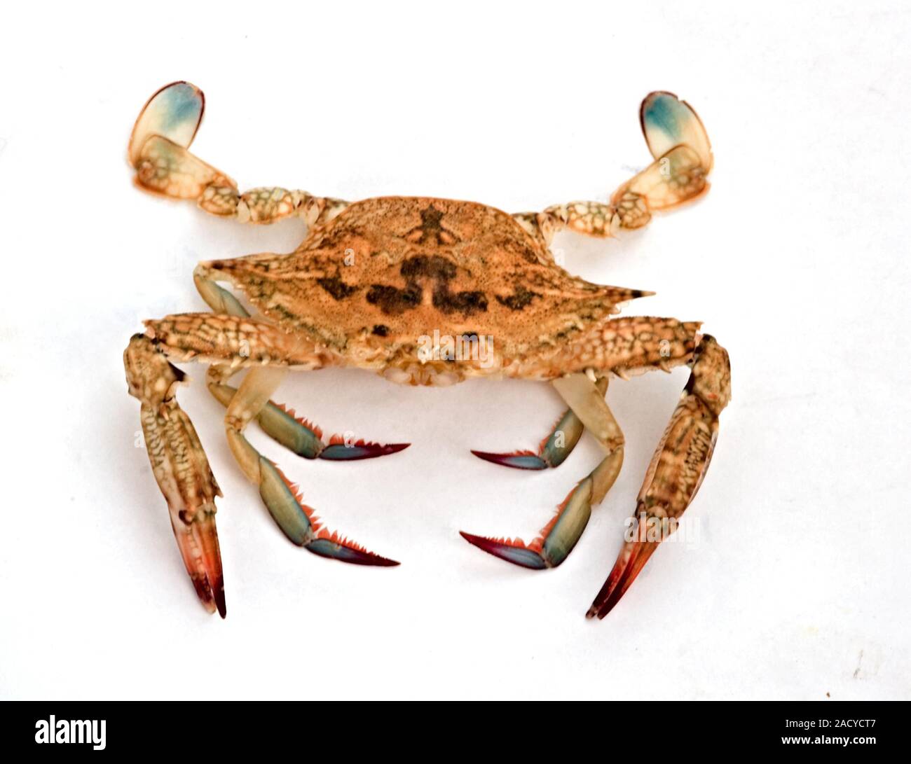 Blue swimmer crab hi-res stock photography and images - Alamy