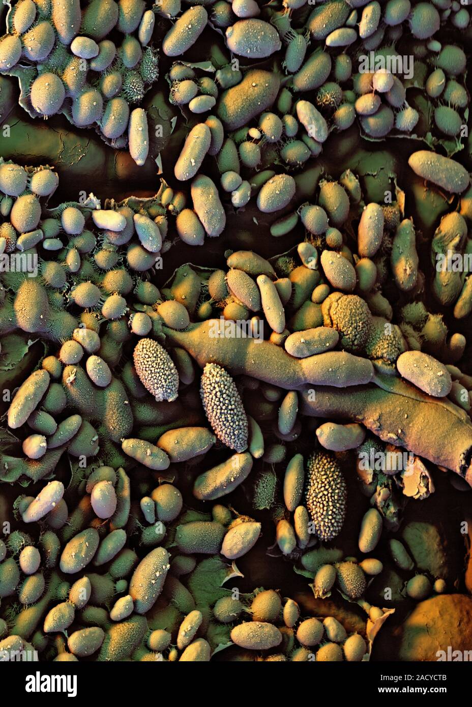 Raspberry (Rubus idaeus) leaf biofilm, coloured scanning electron ...