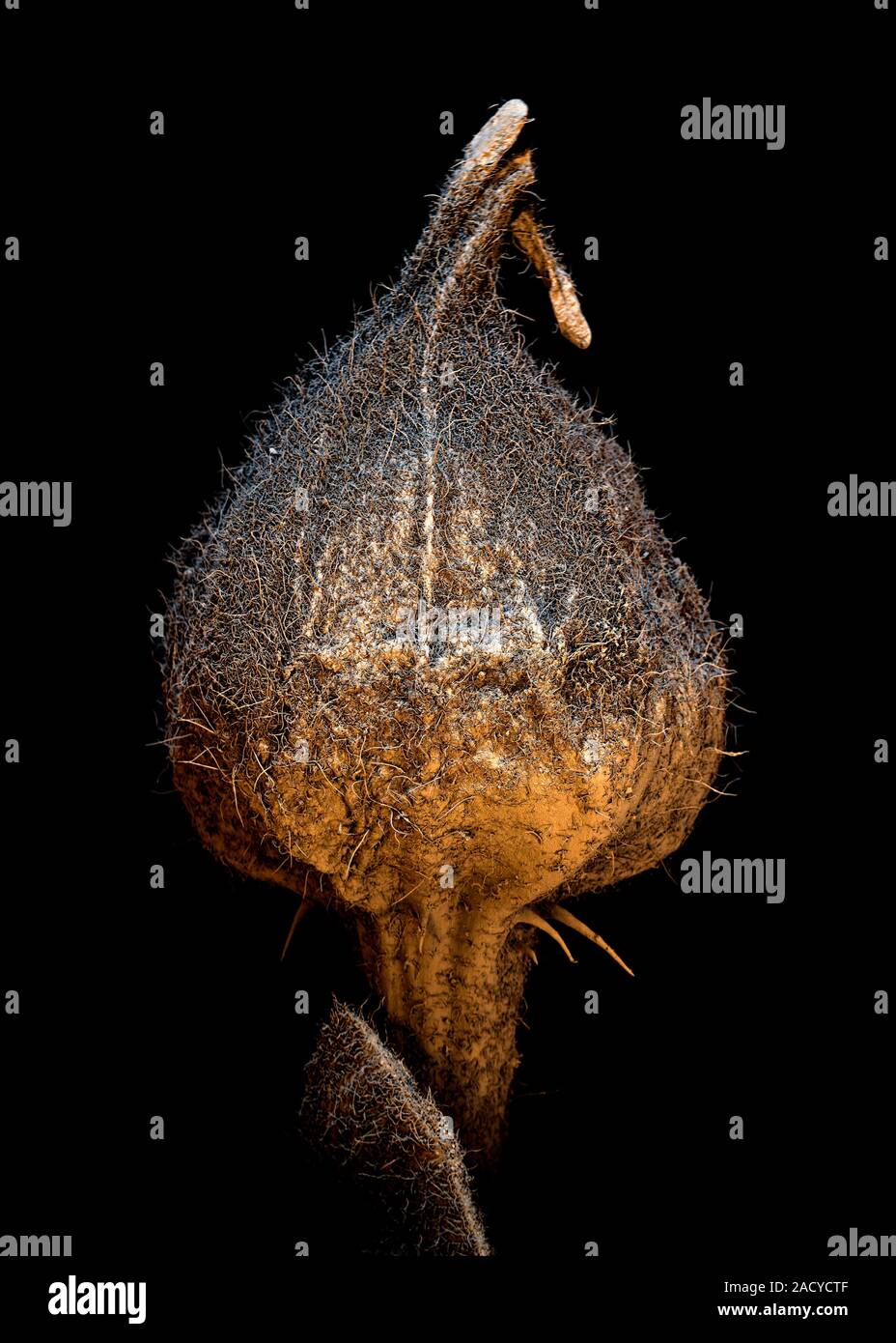 Raspberry (Rubus idaeus) seed, coloured scanning electron micrograph ...