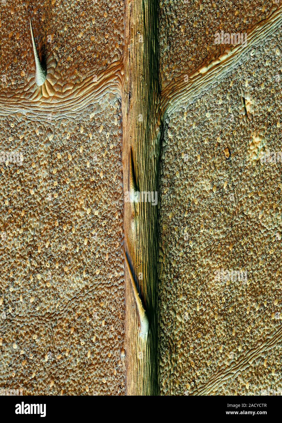 Hop (Humulus lupulus) leaf trichomes and vein, coloured scanning ...