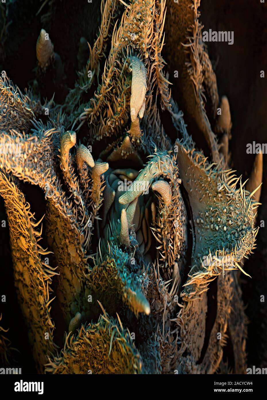 Hop (Humulus lupulus) flower, coloured scanning electron micrograph ...