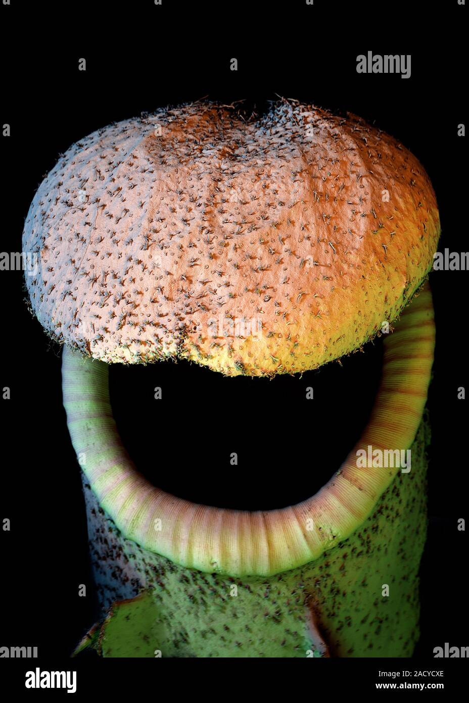 Pitcher plant trap, coloured scanning electron micrograph (SEM ...
