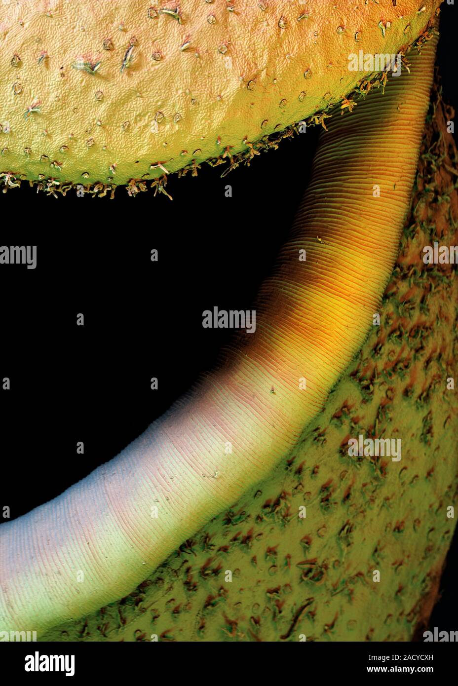 Pitcher plant trap. Coloured scanning electron micrograph (SEM) of a ...