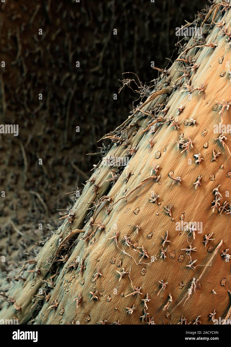 Pitcher plant trap trichomes, coloured scanning electron micrograph ...