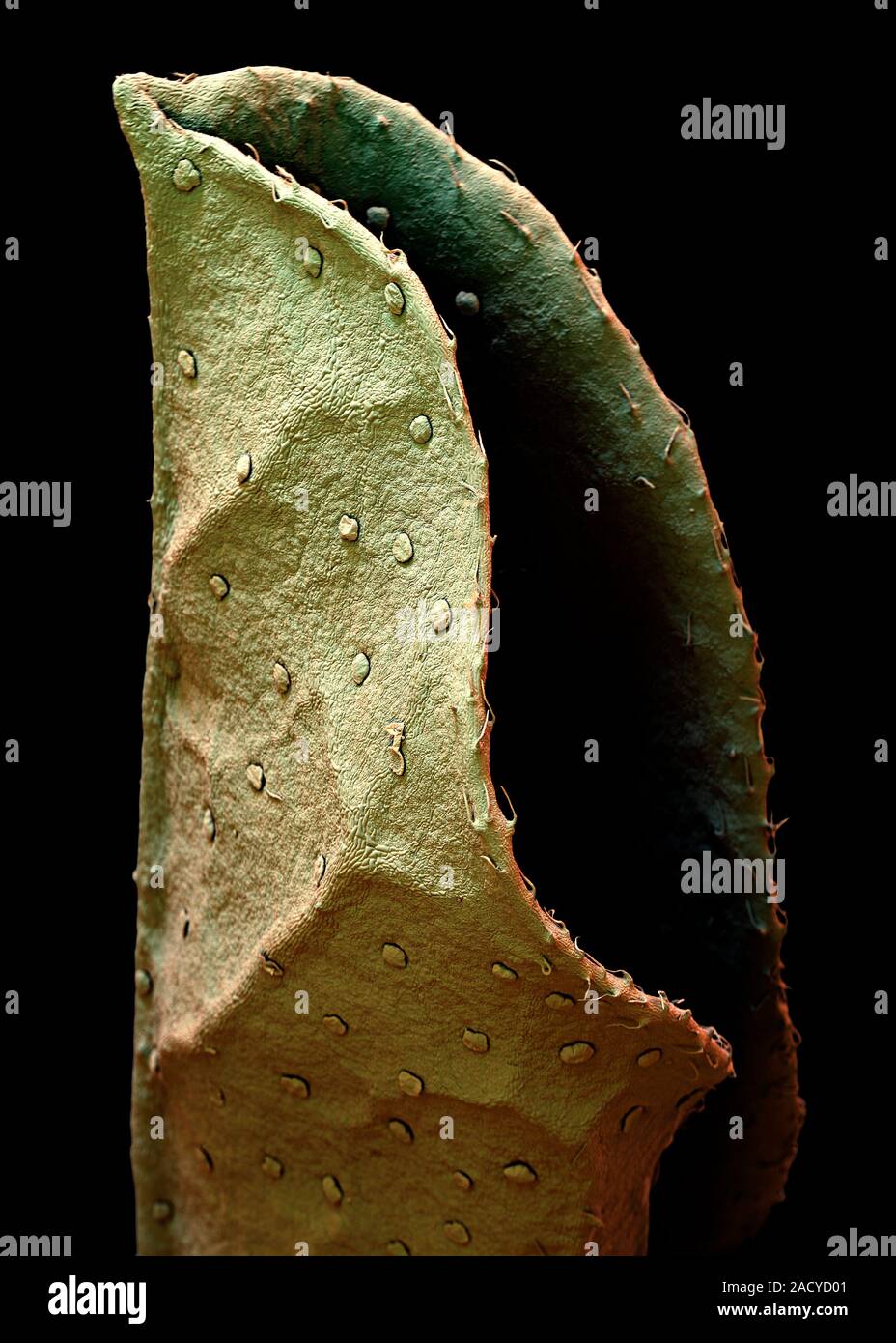 Liquorice (Glycyrrhiza glabra) leaf, coloured scanning electron ...