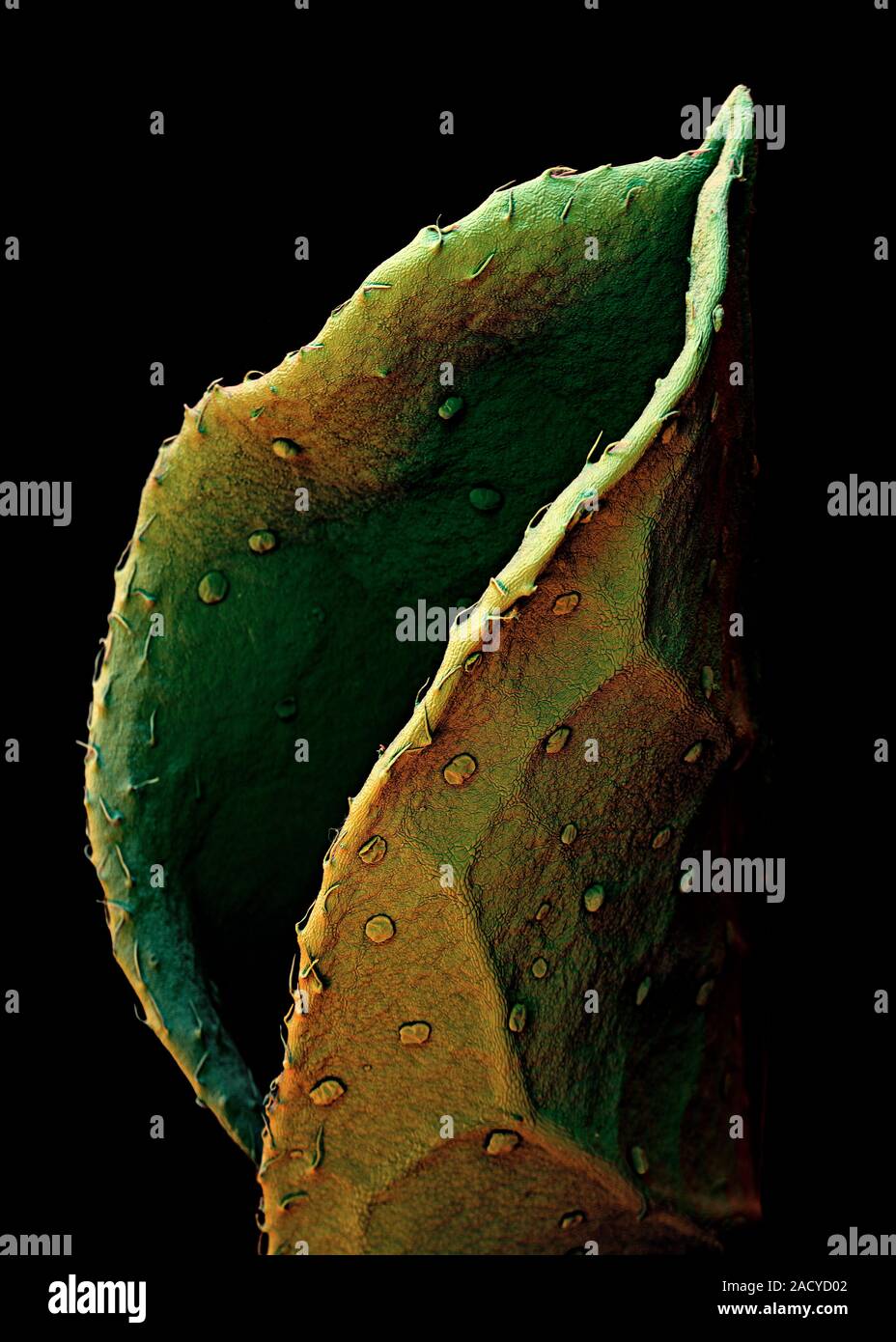 Liquorice (Glycyrrhiza glabra) leaf, coloured scanning electron ...