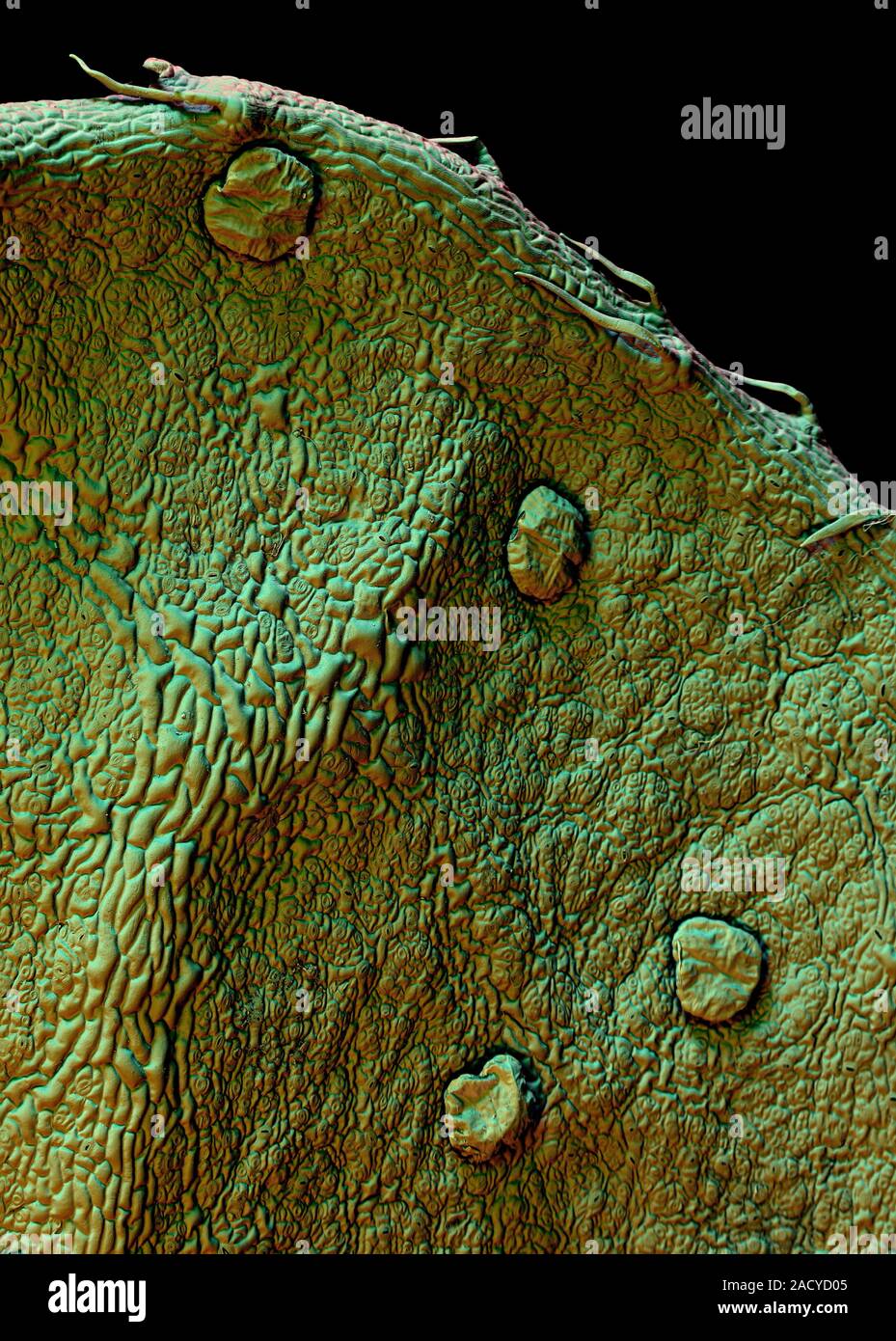 Liquorice (Glycyrrhiza glabra) leaf, coloured scanning electron ...