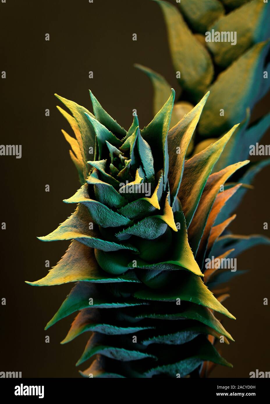 Clubmoss spike. Coloured scanning electron micrograph (SEM) of a spike ...