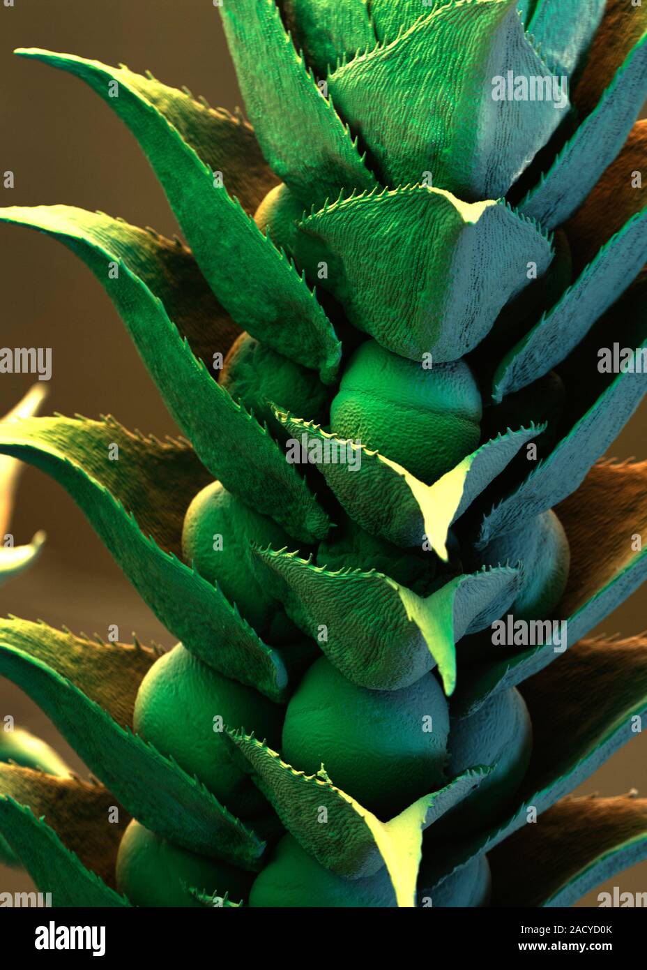 Clubmoss spike. Coloured scanning electron micrograph (SEM) of a spike ...