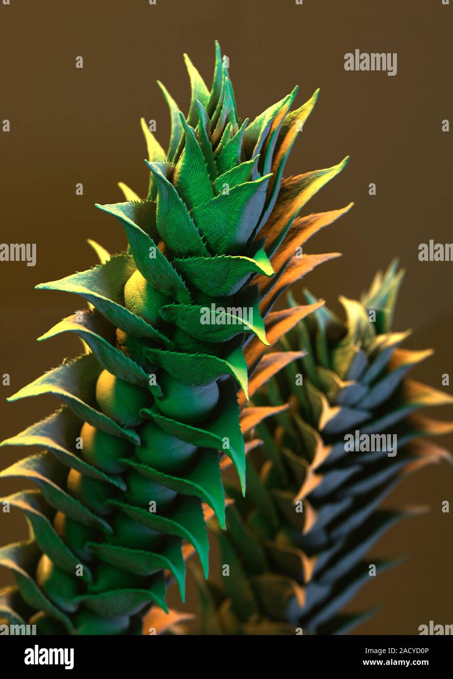 Clubmoss spike. Coloured scanning electron micrograph (SEM) of a spike ...
