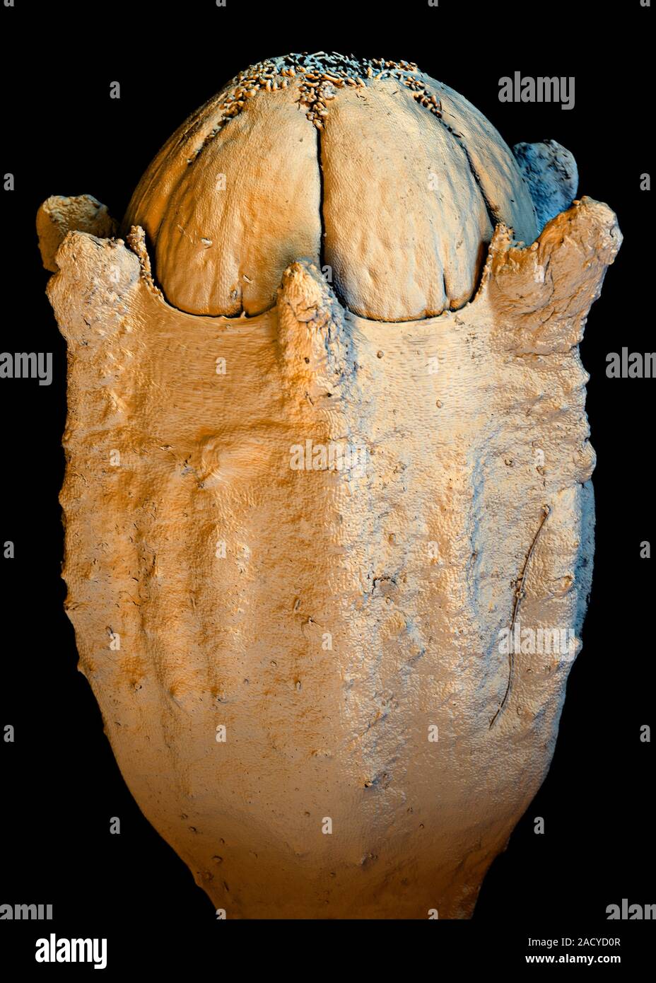 Spanish pepper (Capsicum annuum) flower bud, coloured scanning electron ...