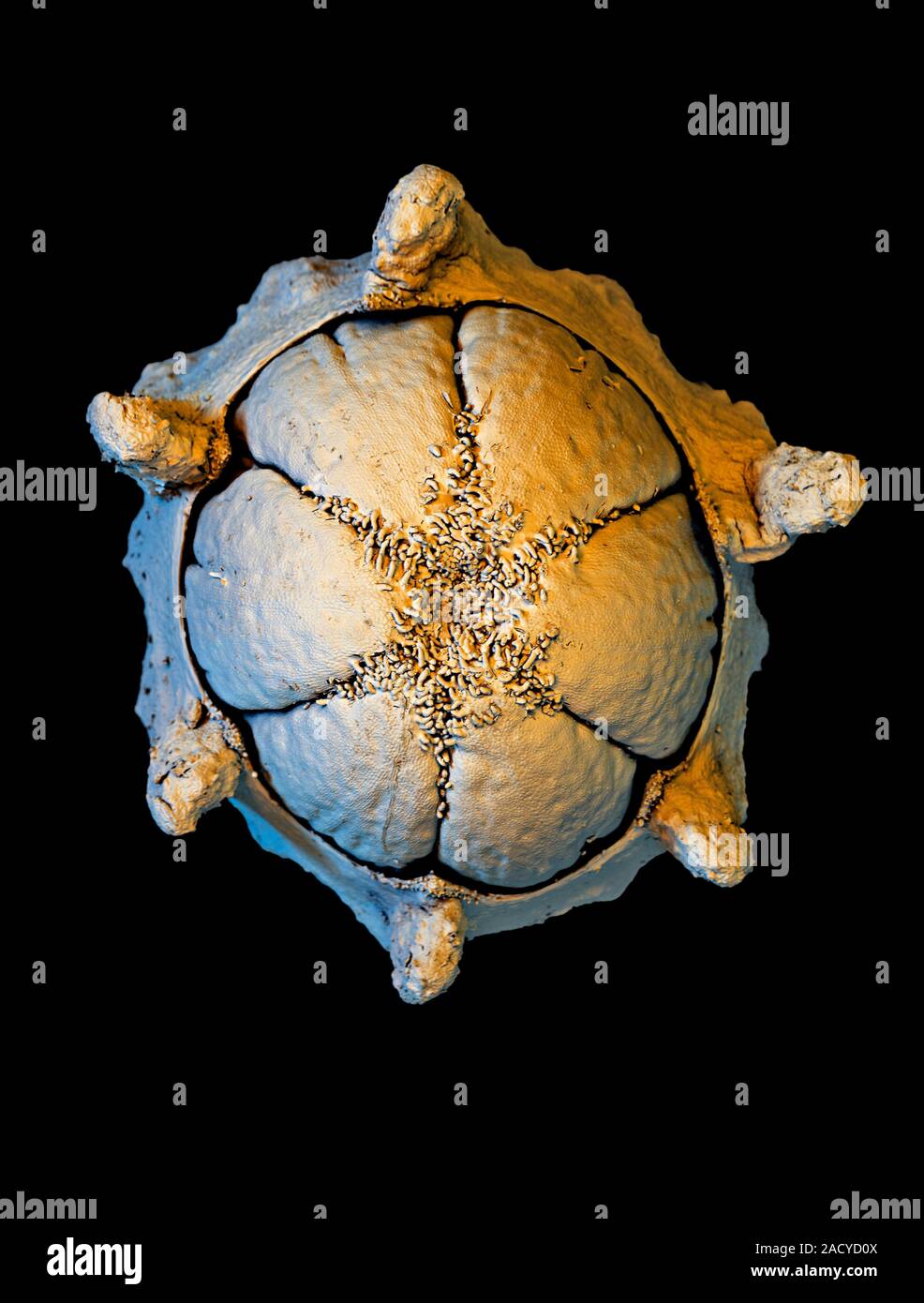 Spanish pepper (Capsicum annuum) flower bud, coloured scanning electron ...