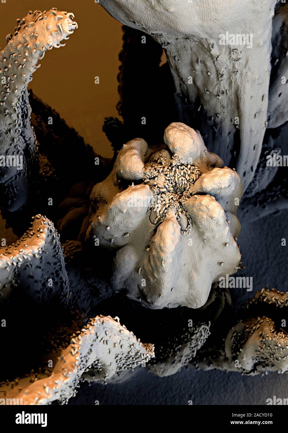 Spanish pepper (Capsicum annuum) flower, coloured scanning electron ...