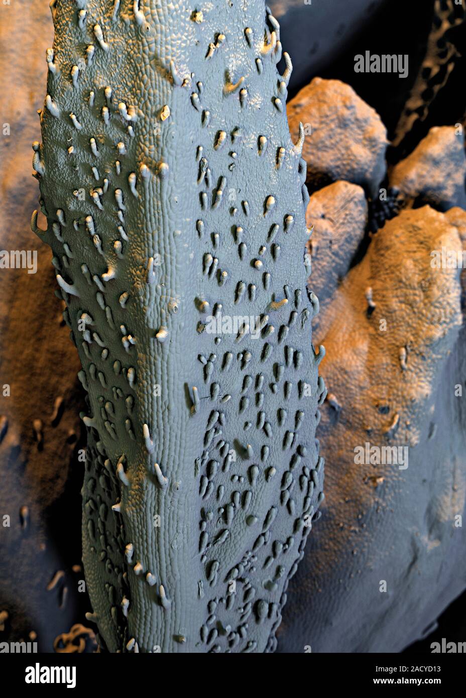 Spanish pepper (Capsicum annuum) leaf, coloured scanning electron ...