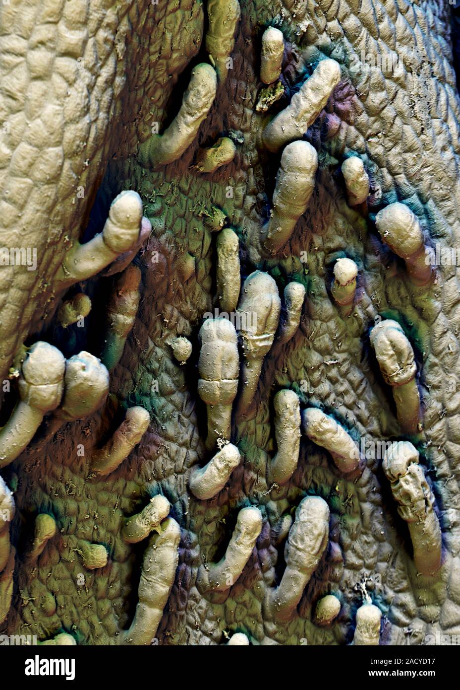 Spanish pepper (Capsicum annuum) leaf trichomes, coloured scanning ...
