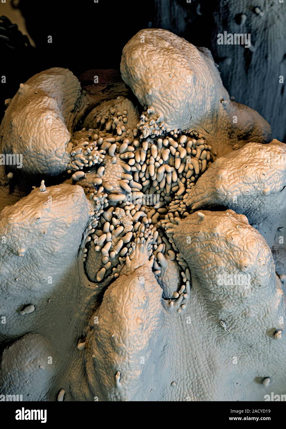 Spanish pepper (Capsicum annuum) flower, coloured scanning electron ...