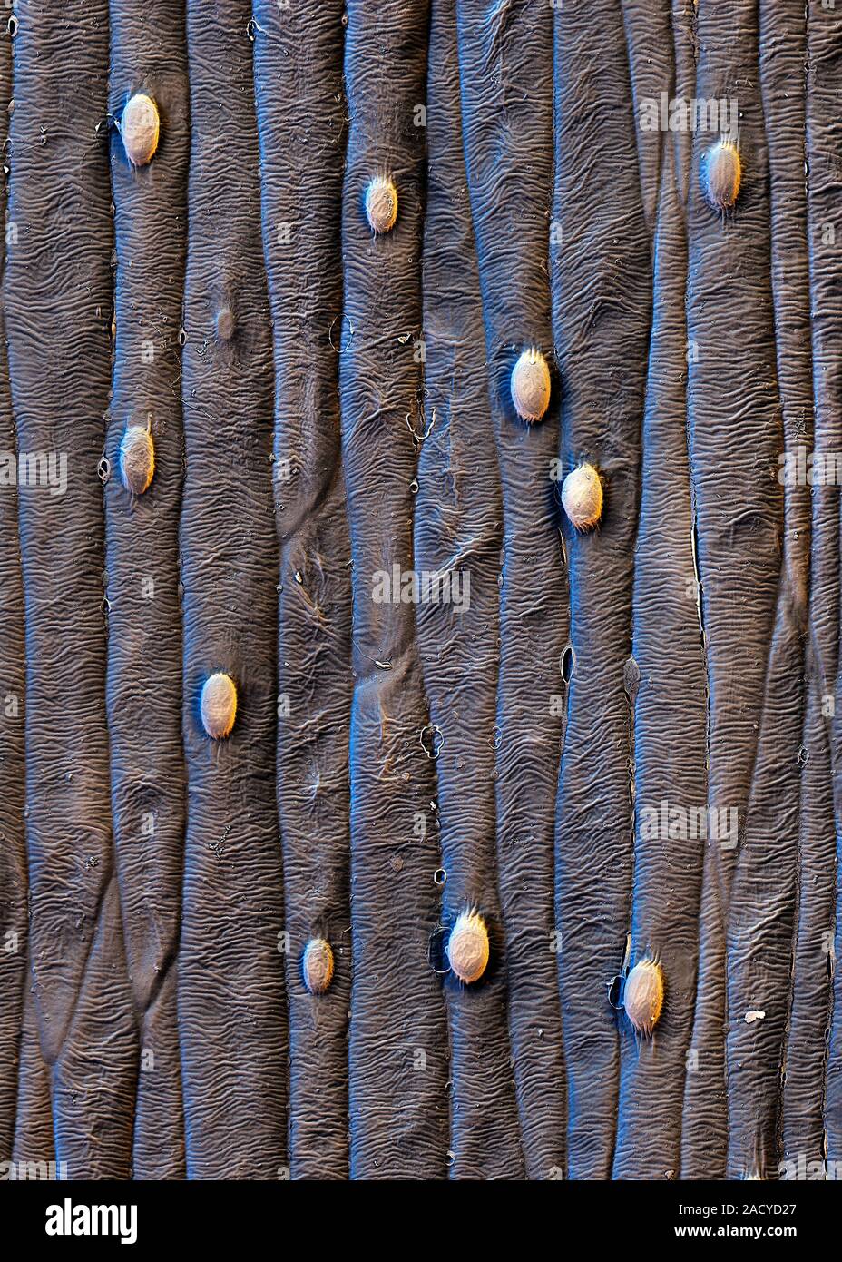 Saffron (Crocus sativus) flower surface, coloured scanning electron ...