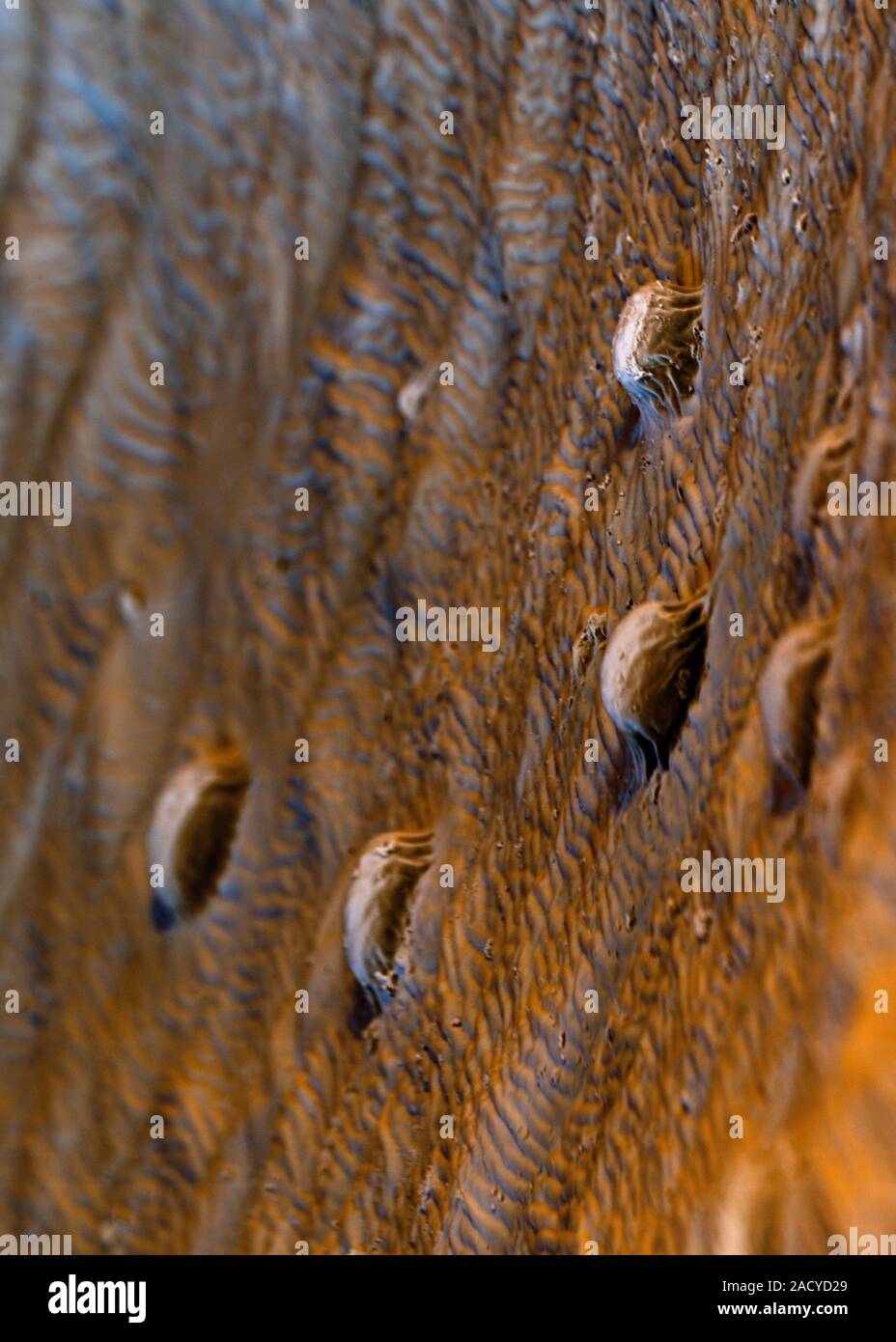 Saffron (Crocus sativus) flower surface, coloured scanning electron ...