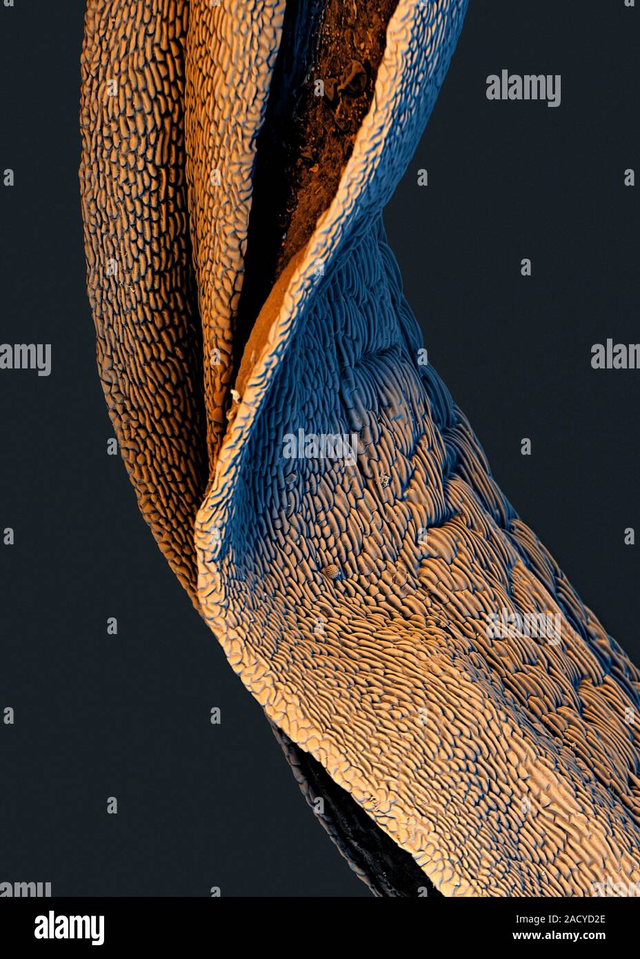 Saffron (Crocus sativus) flower part, coloured scanning electron ...