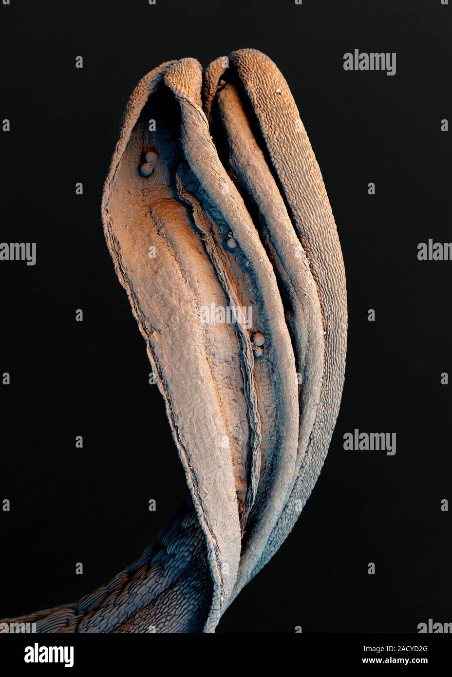 Saffron (Crocus sativus) flower part, coloured scanning electron ...