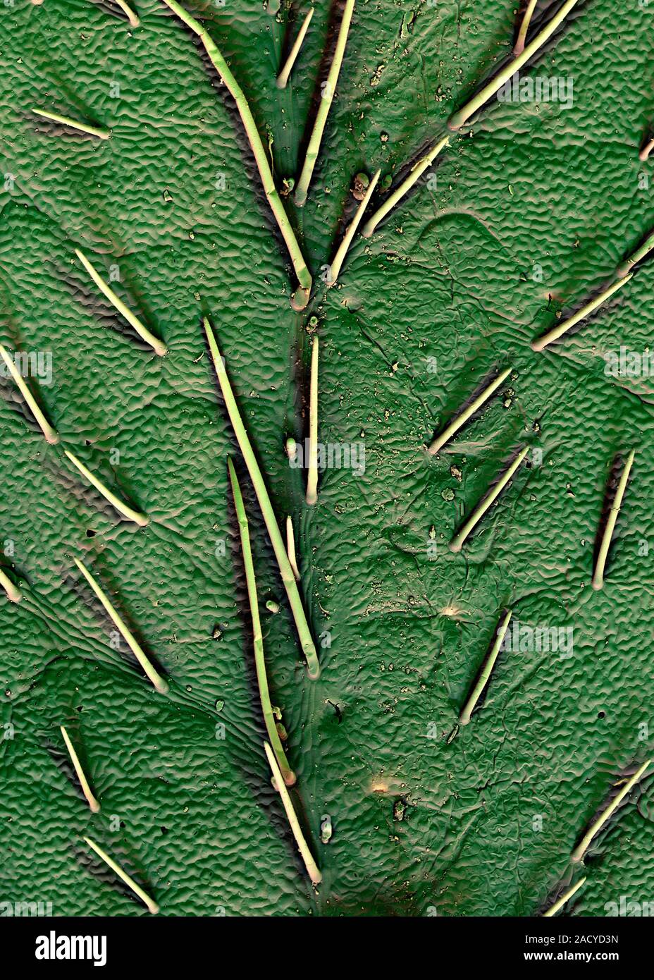 Soybean (Glycine max) leaf trichomes, coloured scanning electron ...