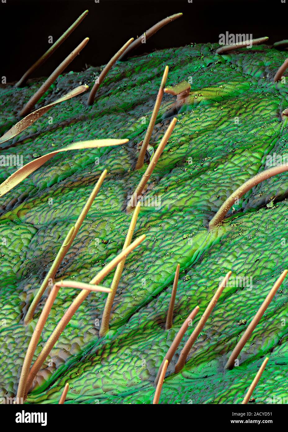 Soybean (Glycine max) leaf trichomes, coloured scanning electron ...