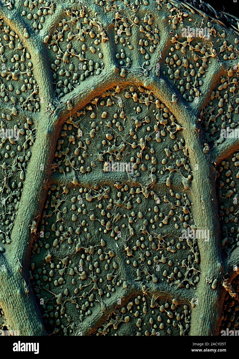 Sweet potato (Ipomoea batatas) leaf surface, coloured scanning electron ...