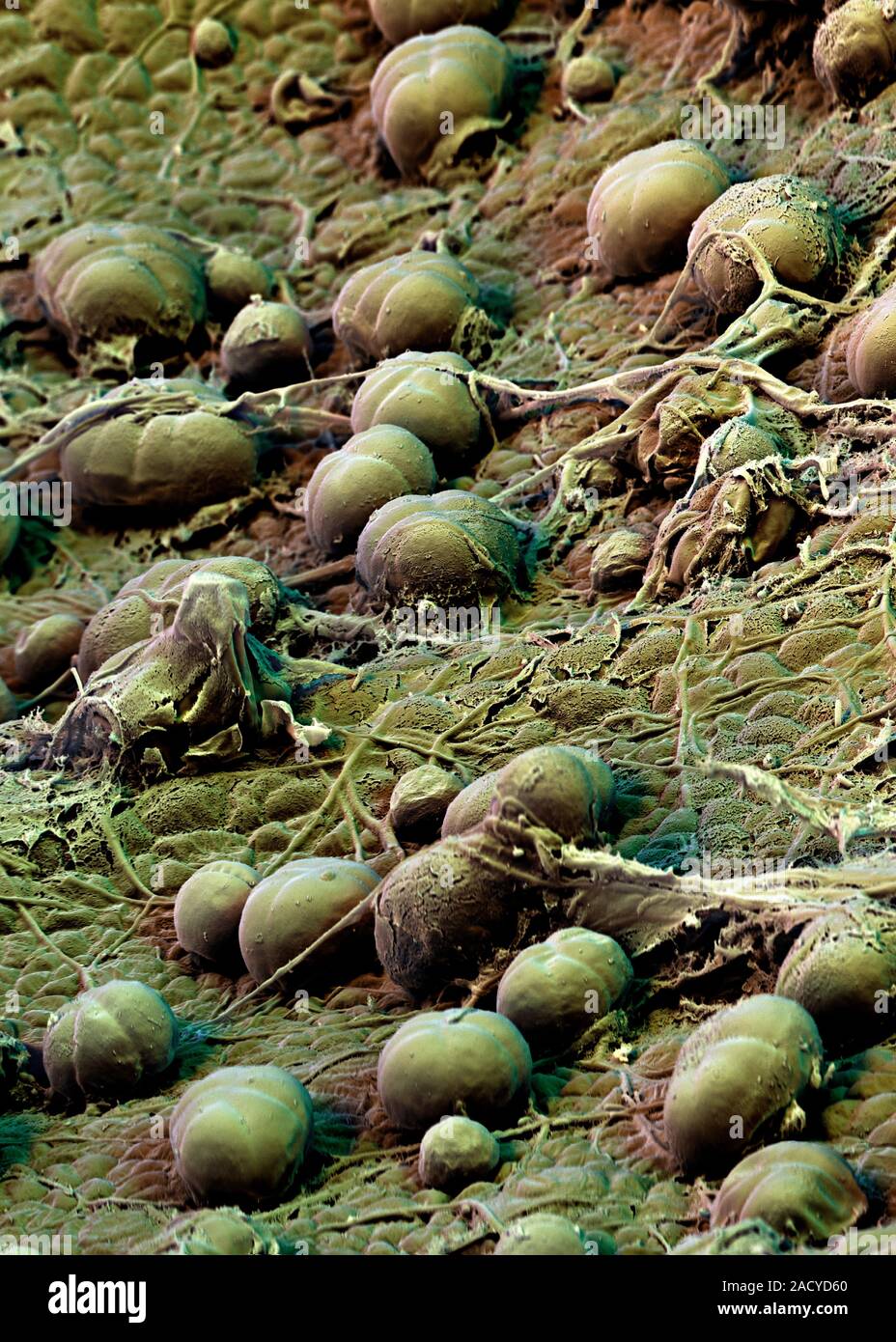 Sweet potato (Ipomoea batatas) leaf glands, coloured scanning electron ...