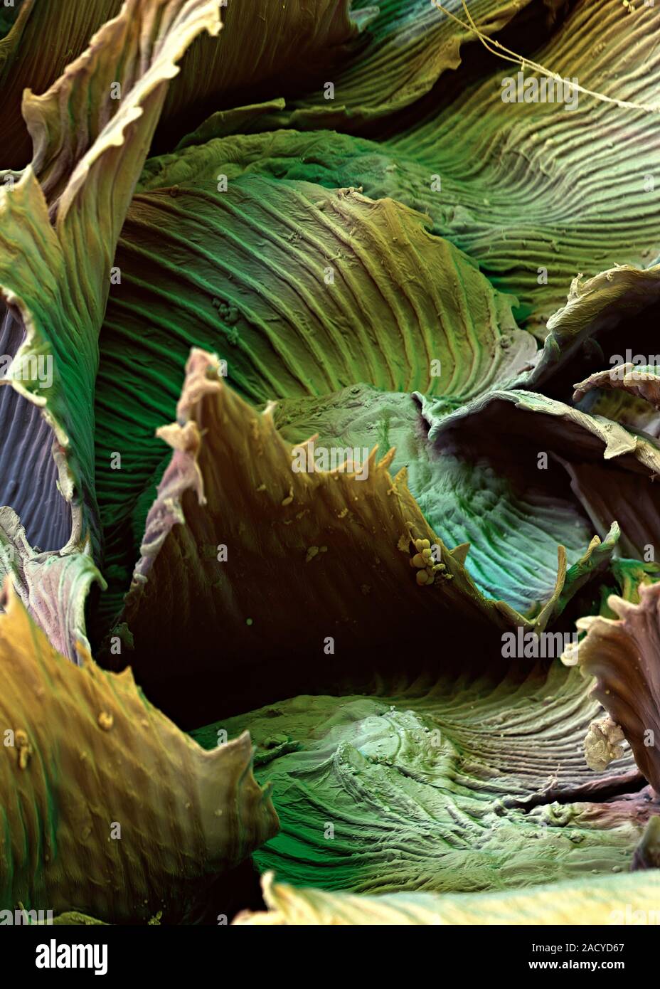 Spanish moss (Tillandsia usneoides) leaves, coloured scanning electron ...