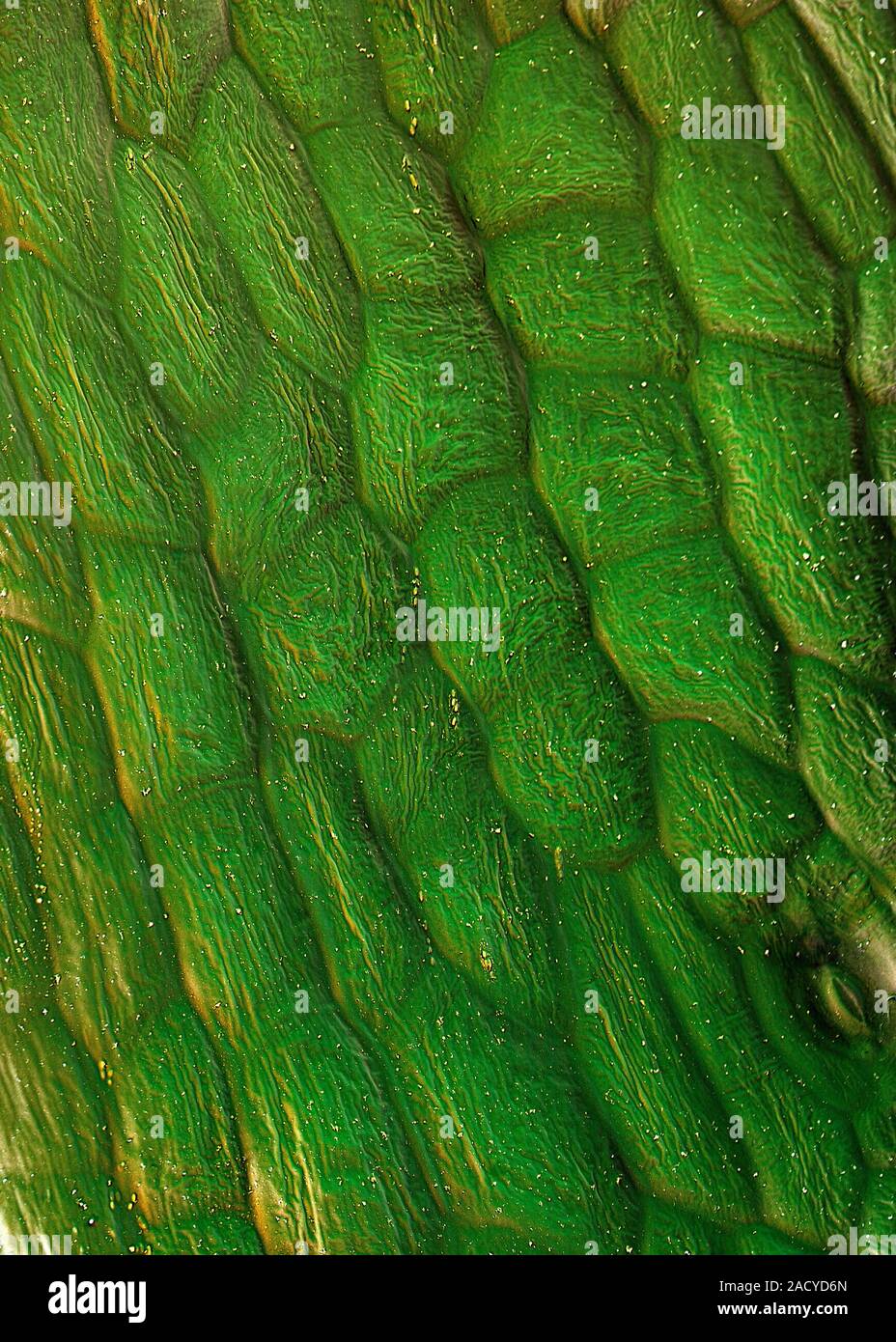 Sugar beet (Beta vulgaris) leaf surface, coloured scanning electron ...