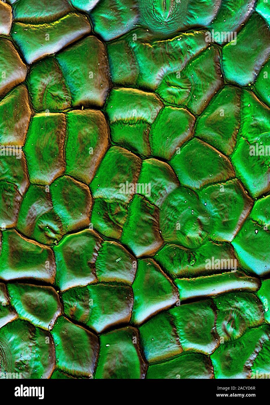 Sugar beet (Beta vulgaris) leaf surface, coloured scanning electron ...