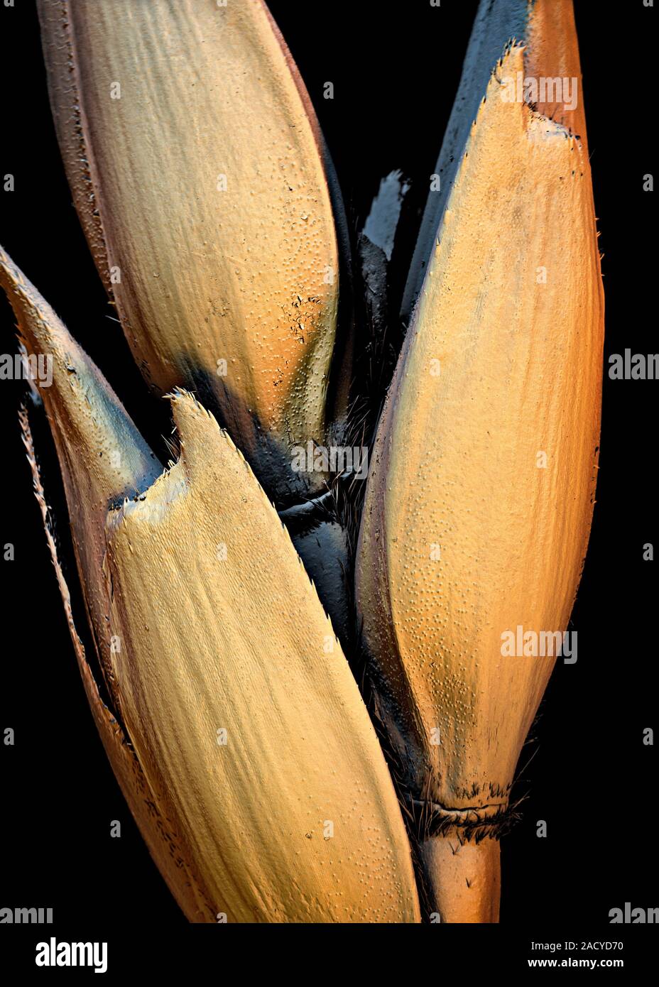 Wheat grains. Coloured scanning electron micrograph (SEM) of grains ...
