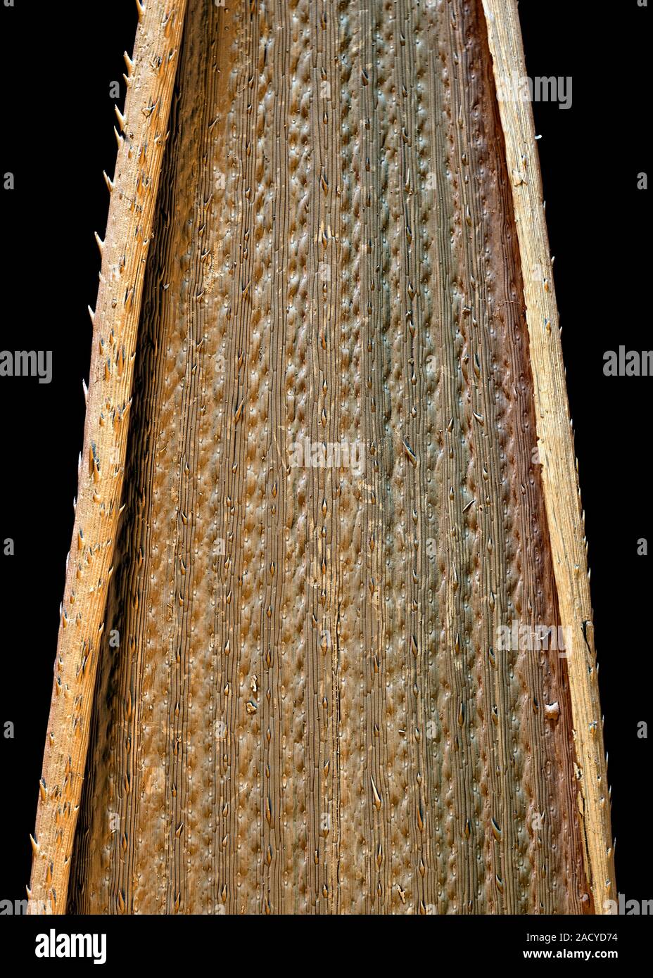 Wheat Leaf Coloured Scanning Electron Micrograph Sem Of The Surface Of A Leaf From A Wheat