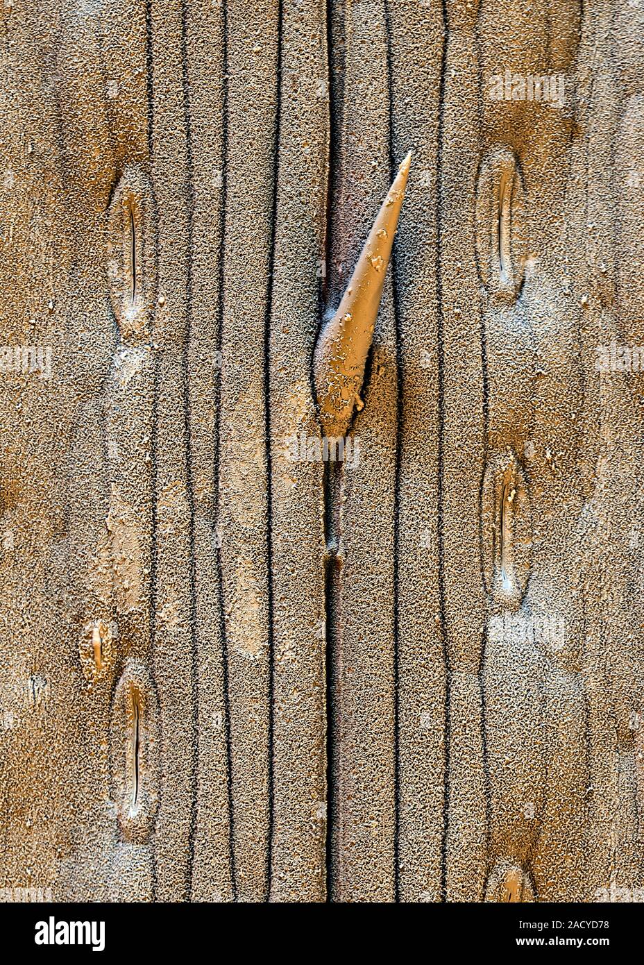 Wheat Leaf Trichome Coloured Scanning Electron Micrograph Sem Of The Surface Of A Leaf From A