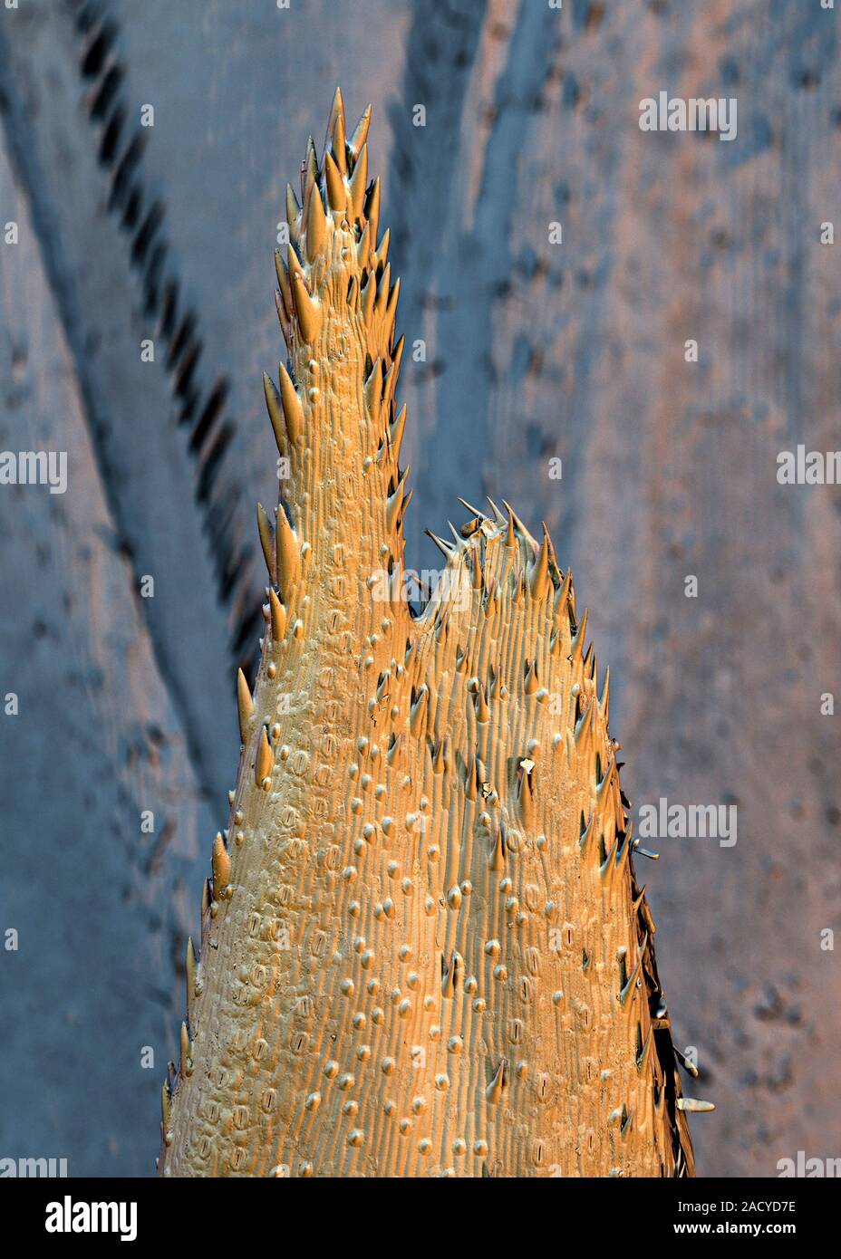 Wheat leaf spike. Coloured scanning electron micrograph (SEM) of the ...